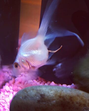 Fish Poop 101: What You Need to Know - Aquarium Whisperer