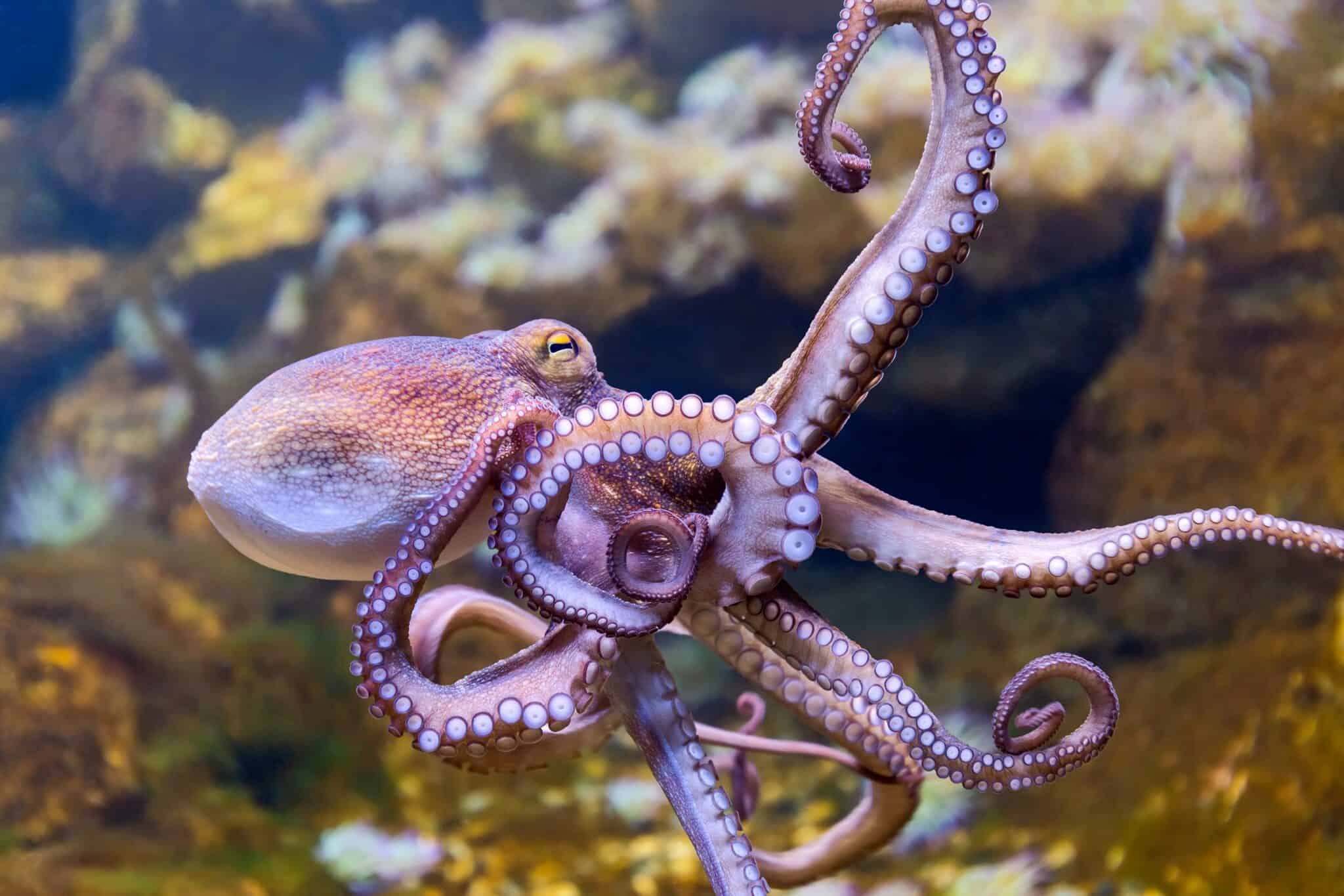 Octopus Suction Cups: Everything You Need to Know