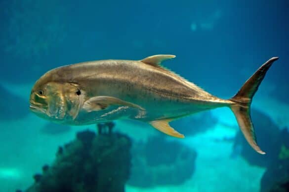 19 Different Types of Jack Fish