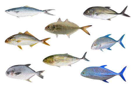 19 Different Types of Jack Fish