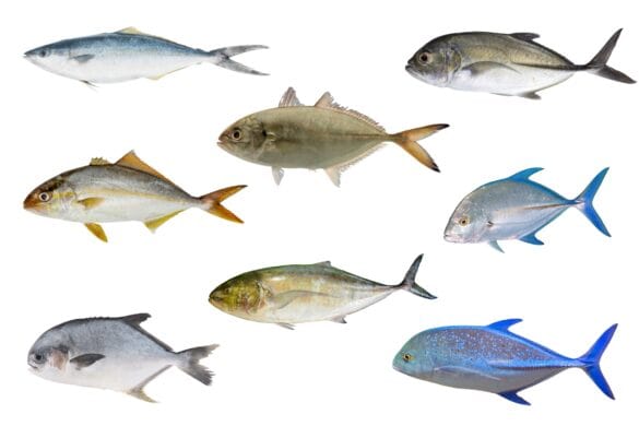 32 Types of Fish With Big Foreheads