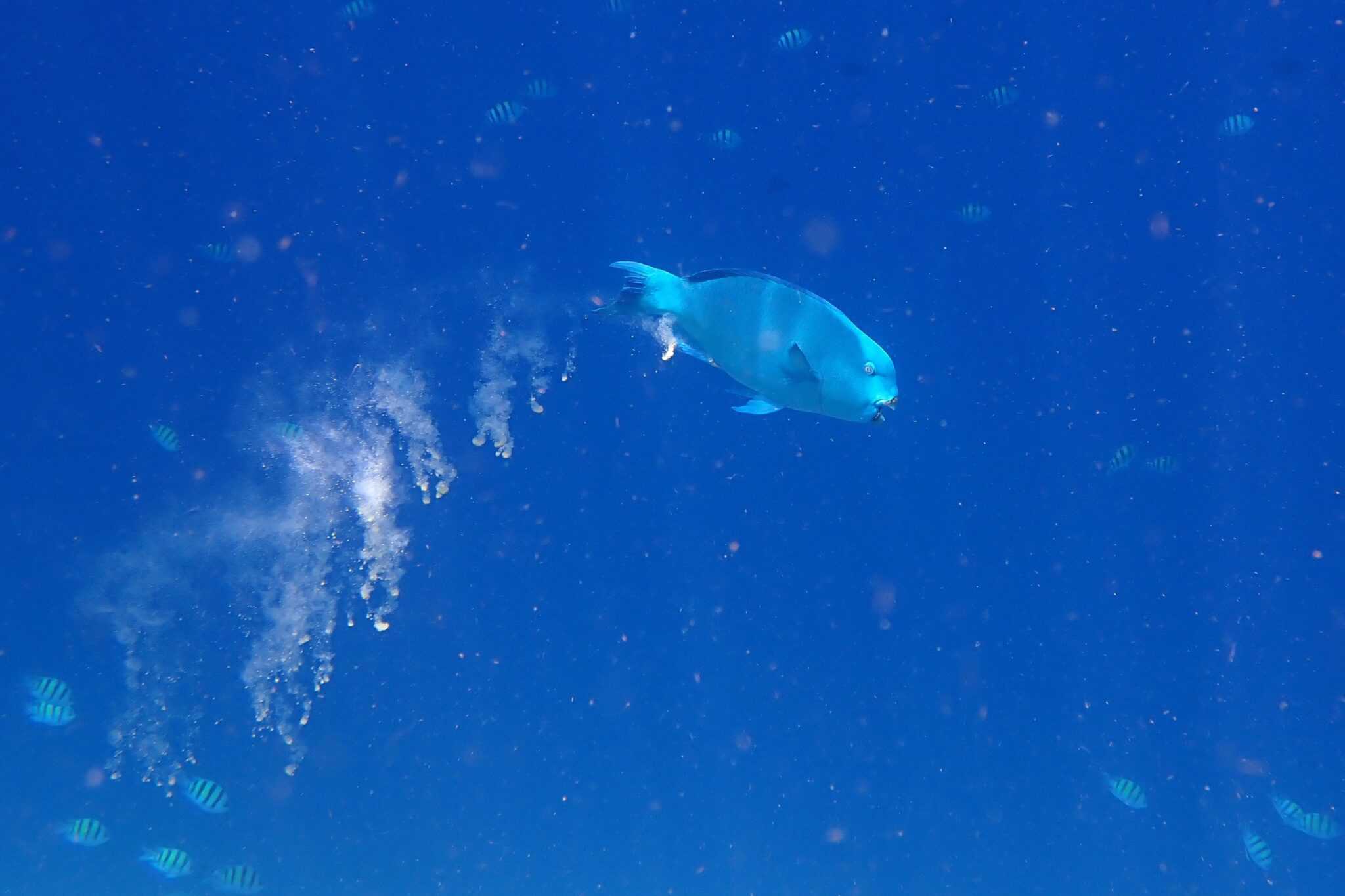 Fish Poop 101: What You Need to Know - Aquarium Whisperer