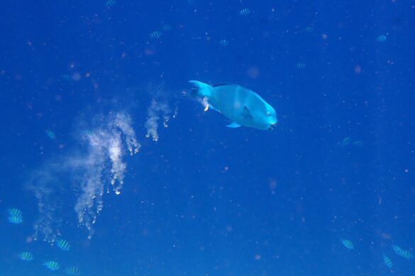 Fish Poop 101: What You Need to Know - Aquarium Whisperer