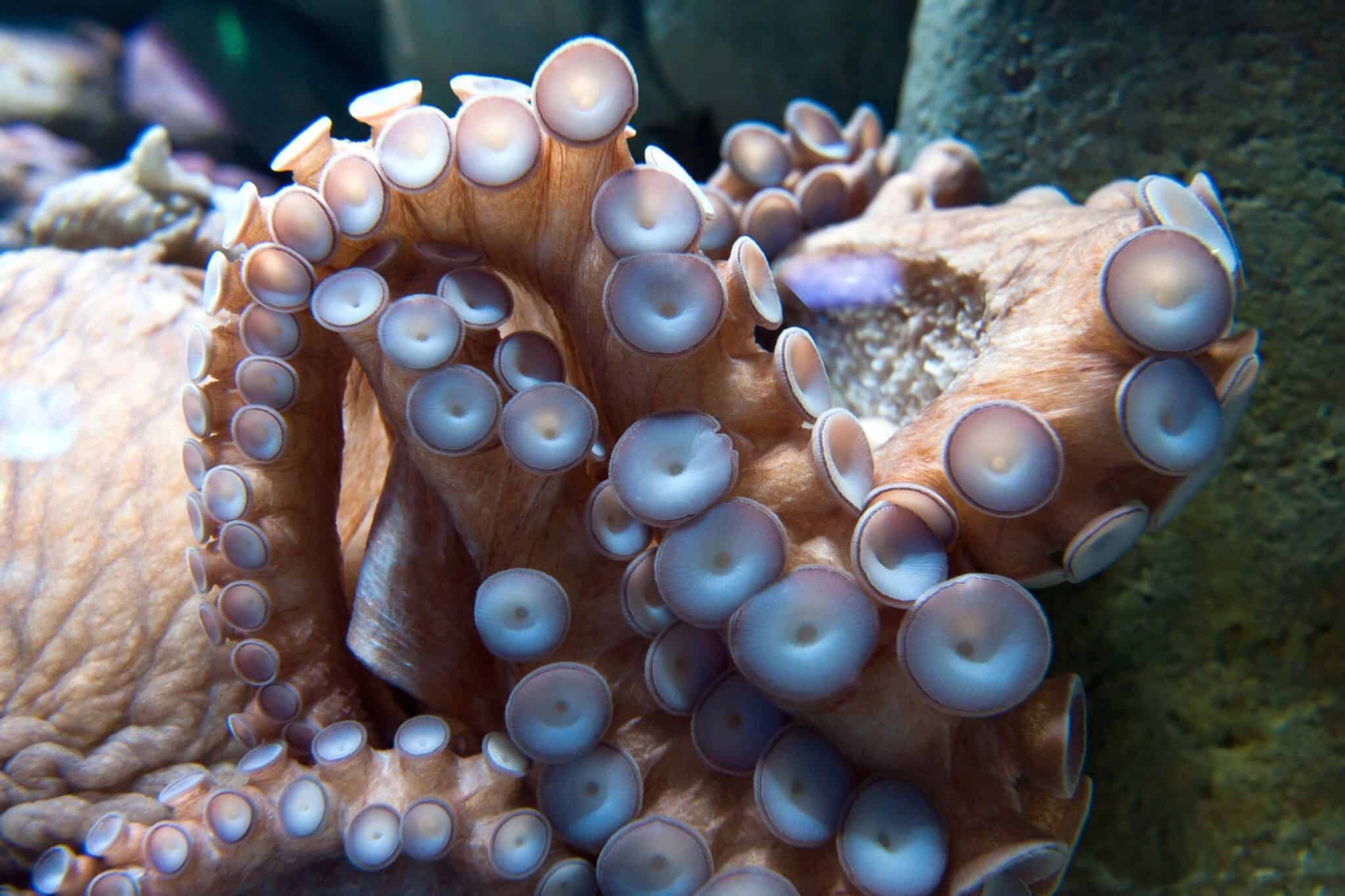 Octopus Suction Cups: Everything You Need to Know
