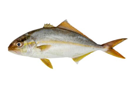 19 Different Types of Jack Fish