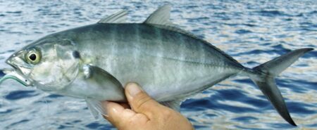 19 Different Types of Jack Fish