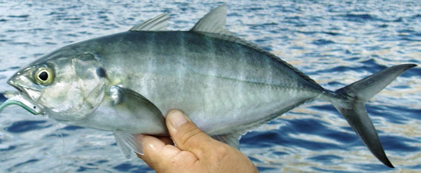 19 Different Types of Jack Fish