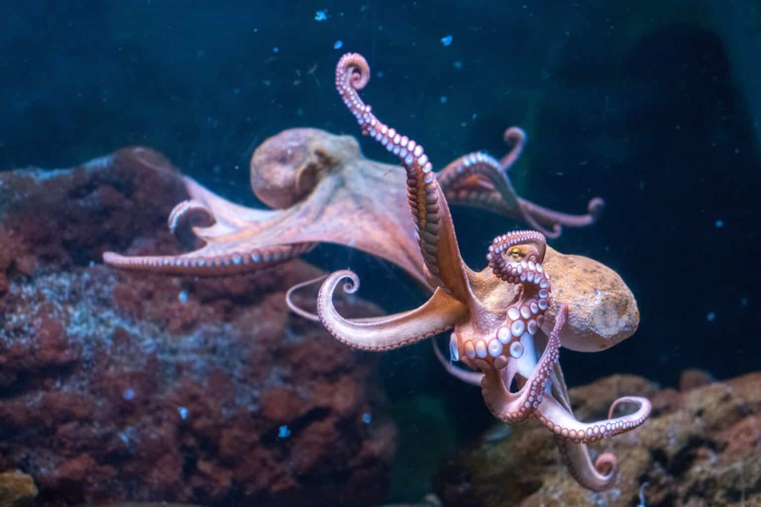 What Is a Group of Octopuses Called? - Aquarium Whisperer