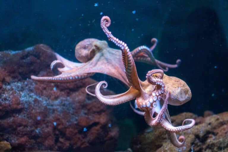 What Is a Group of Octopuses Called? - Aquarium Whisperer