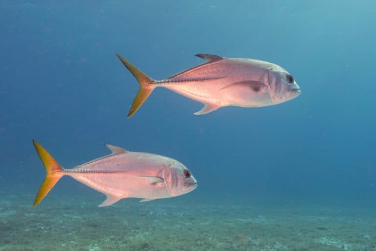 19 Different Types of Jack Fish