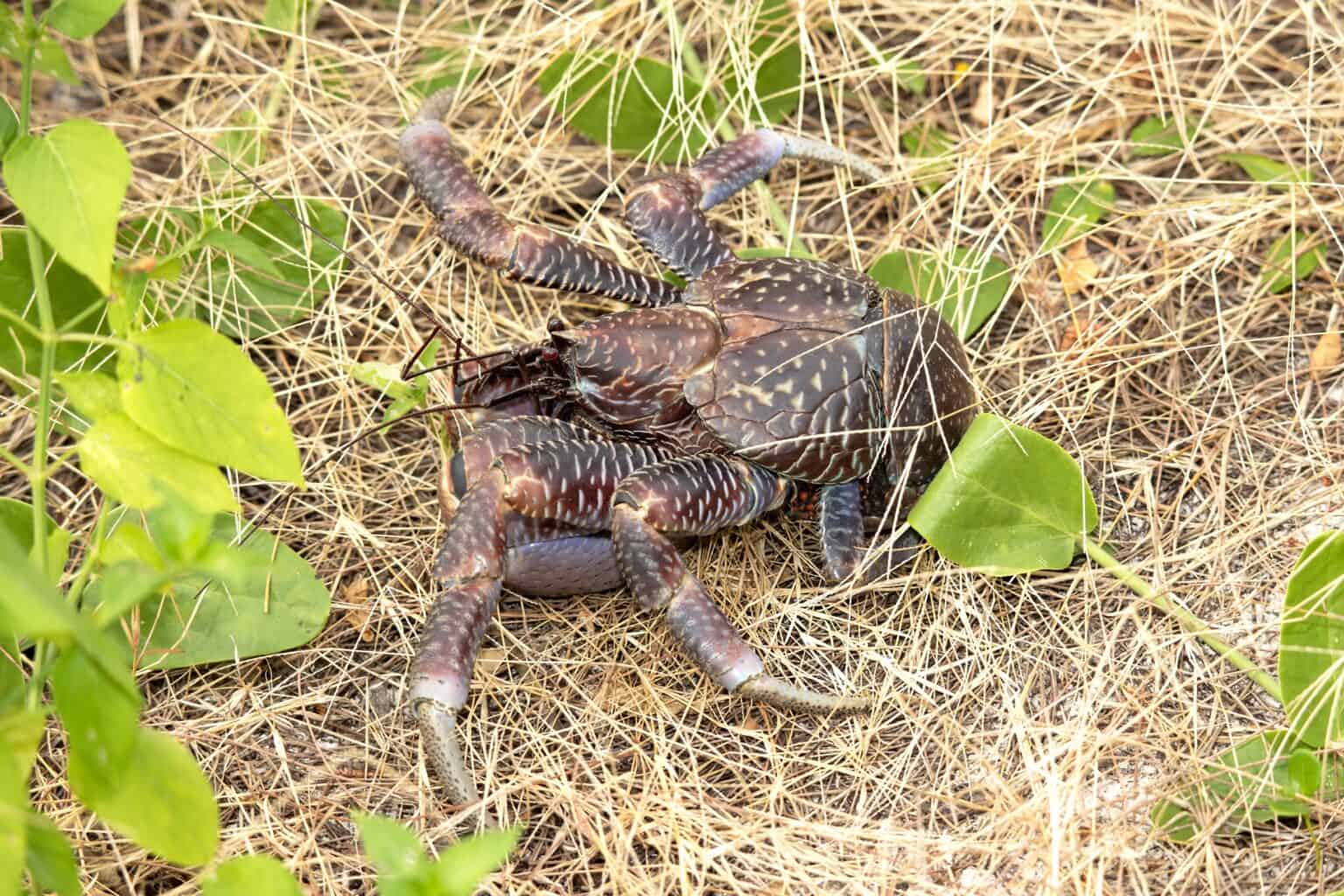 Are Coconut Crabs Dangerous to Humans?