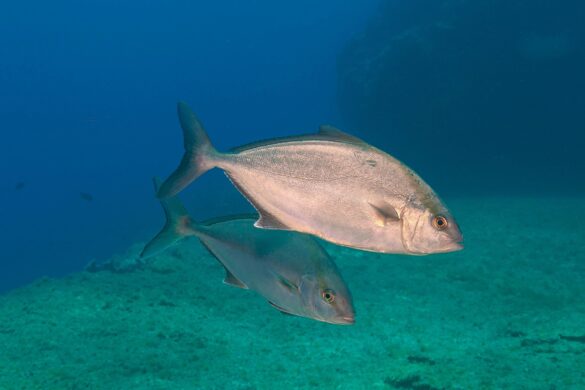 19 Different Types of Jack Fish