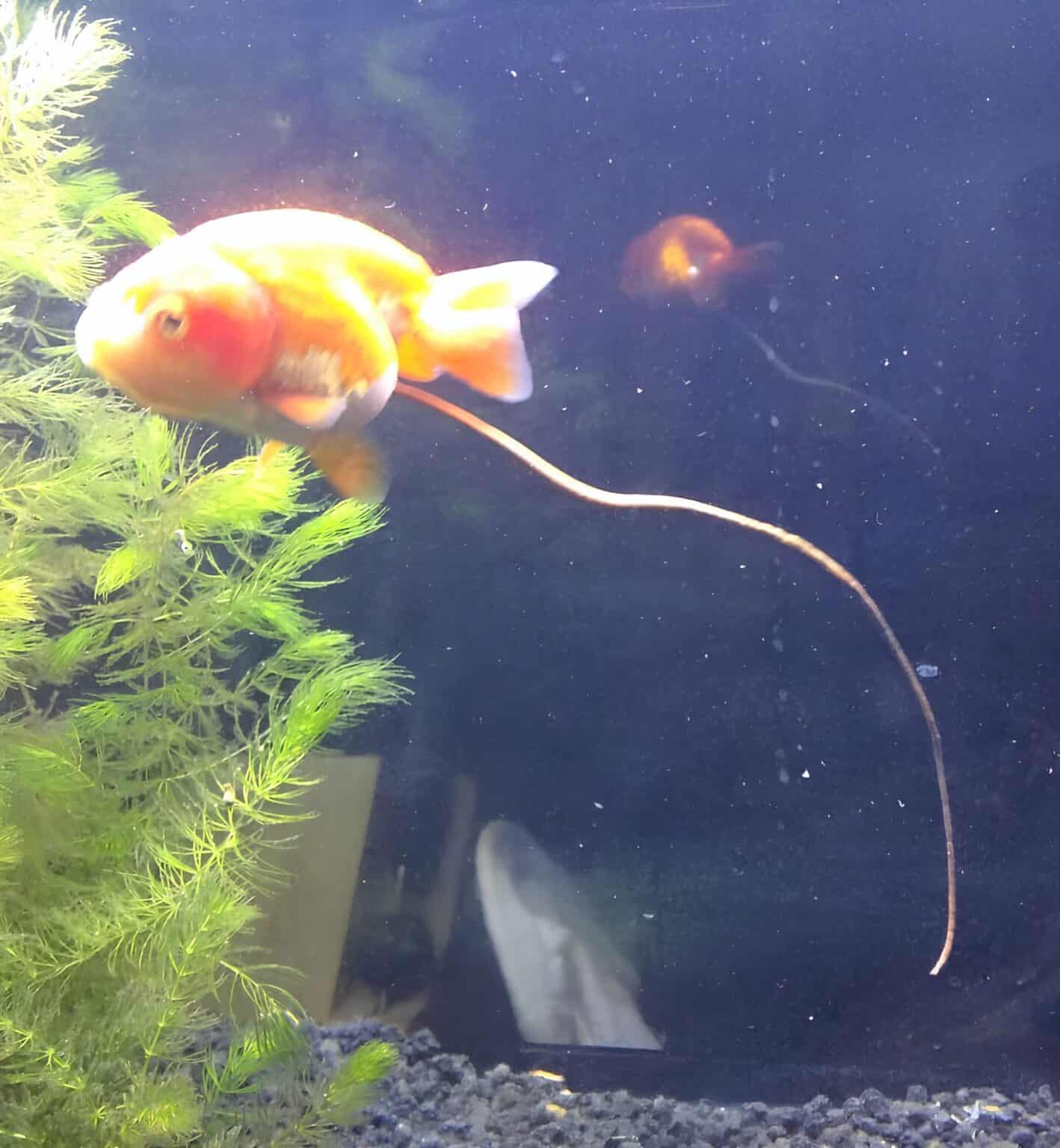 Fish Poop 101: What You Need to Know - Aquarium Whisperer