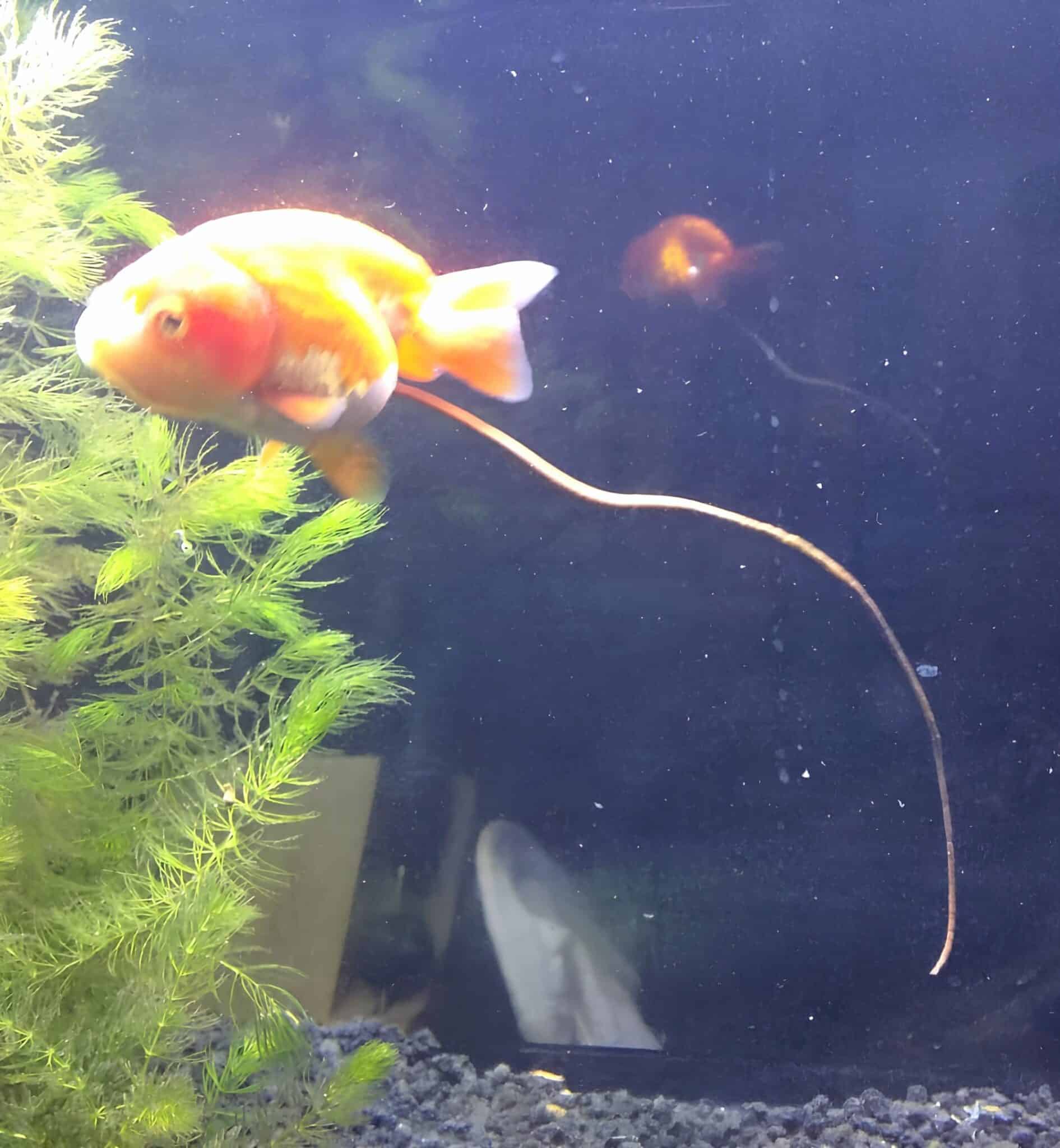 Fish Poop 101: What You Need to Know - Aquarium Whisperer