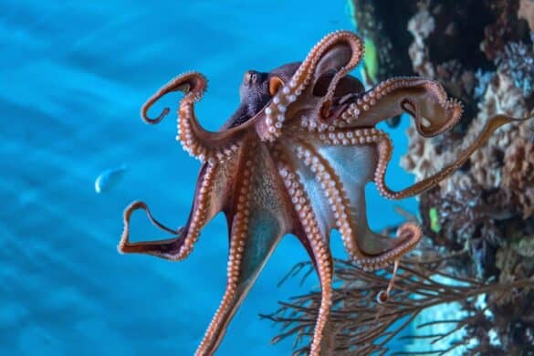How Many Arms or Tentacles Does an Octopus Have?