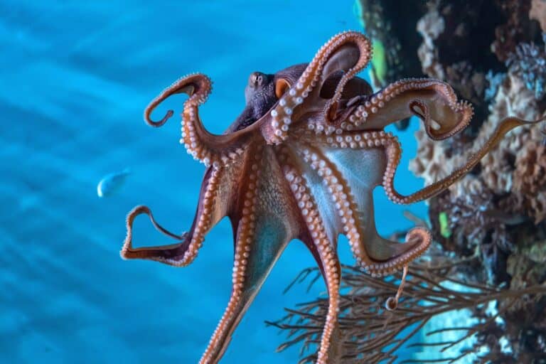How Many Arms or Tentacles Does an Octopus Have?