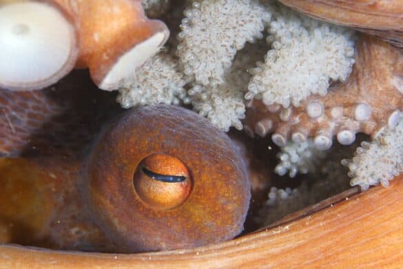 27 Types of Octopus in the Ocean