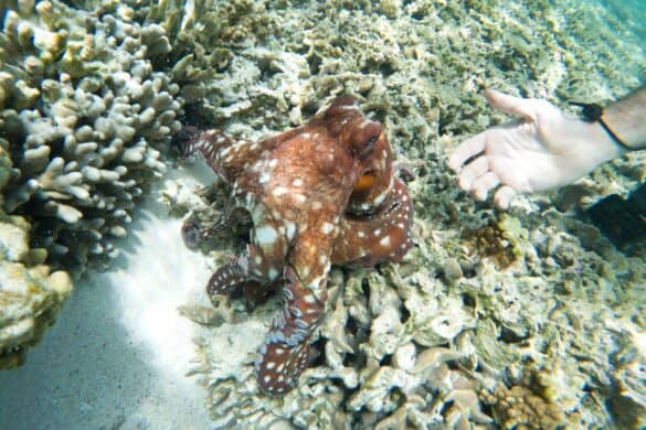 How Do Octopuses Change Color? (And Why?)