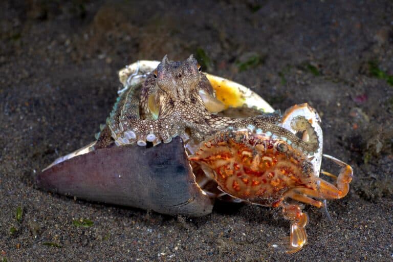 What Do Octopuses Eat? (9 Favorite Foods of Octopuses)