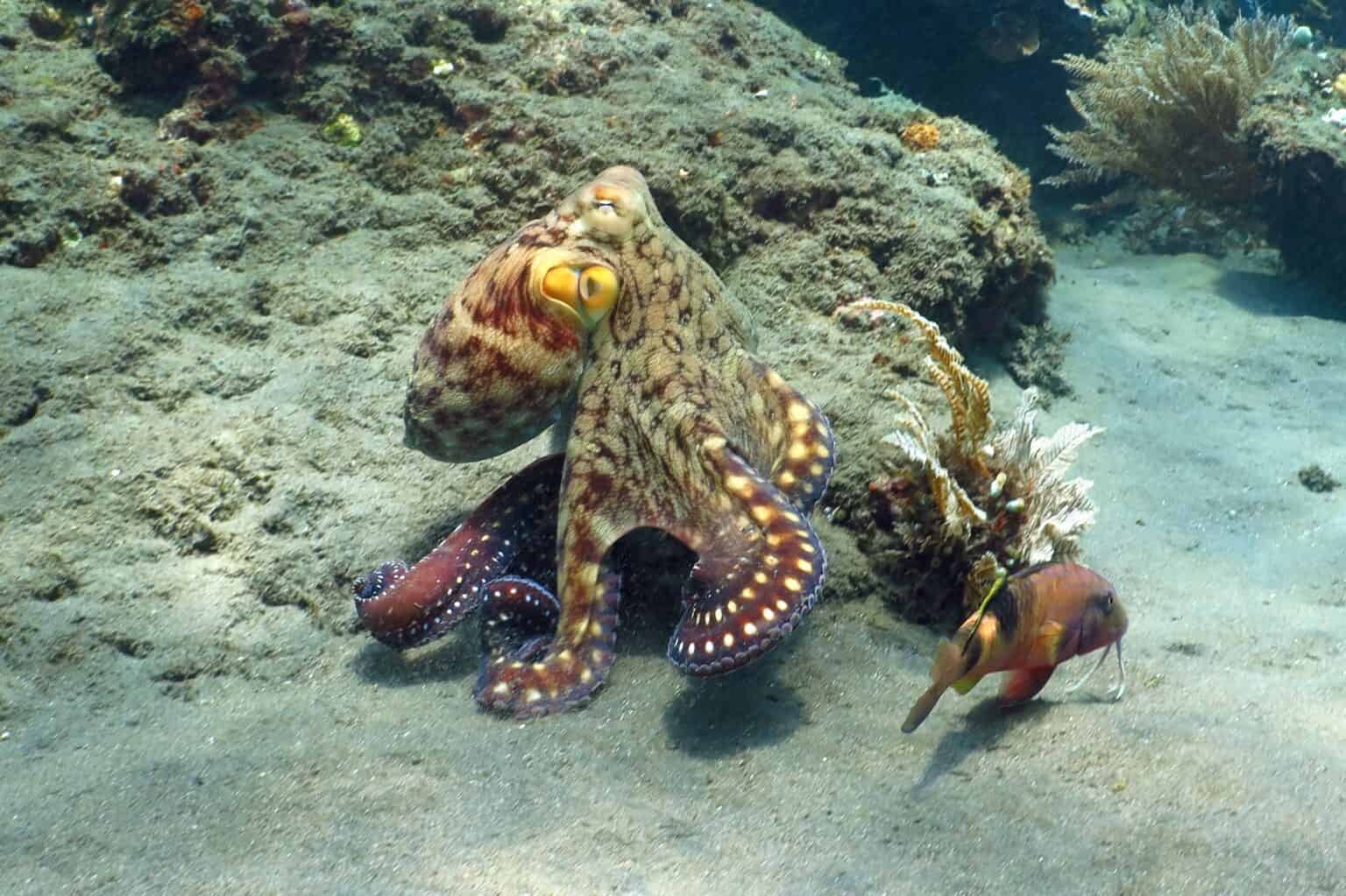 What Do Octopuses Eat? (9 Favorite Foods of Octopuses)
