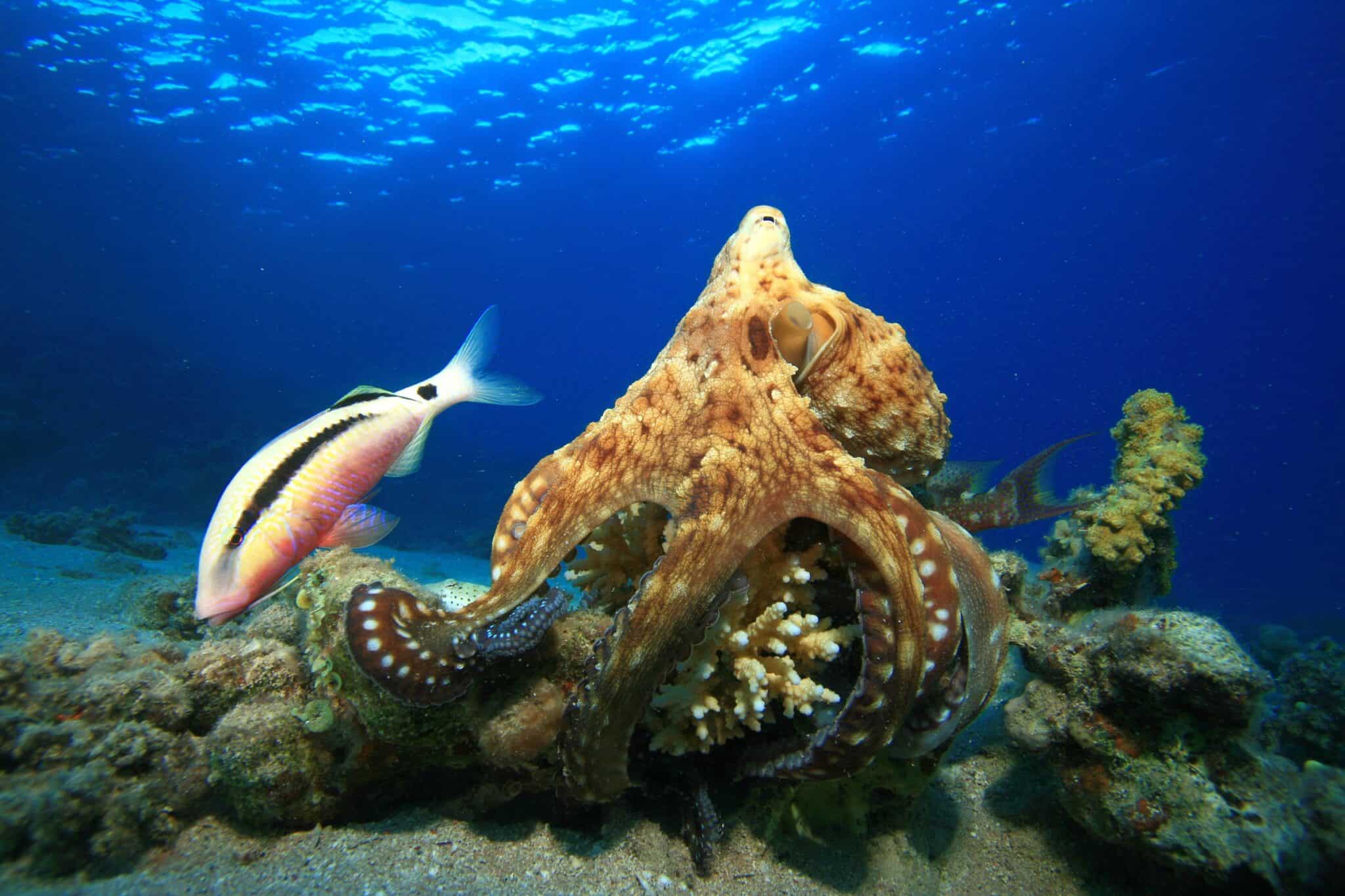 What Do Octopuses Eat? (9 Favorite Foods of Octopuses)