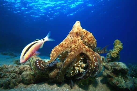 27 Types of Octopus in the Ocean