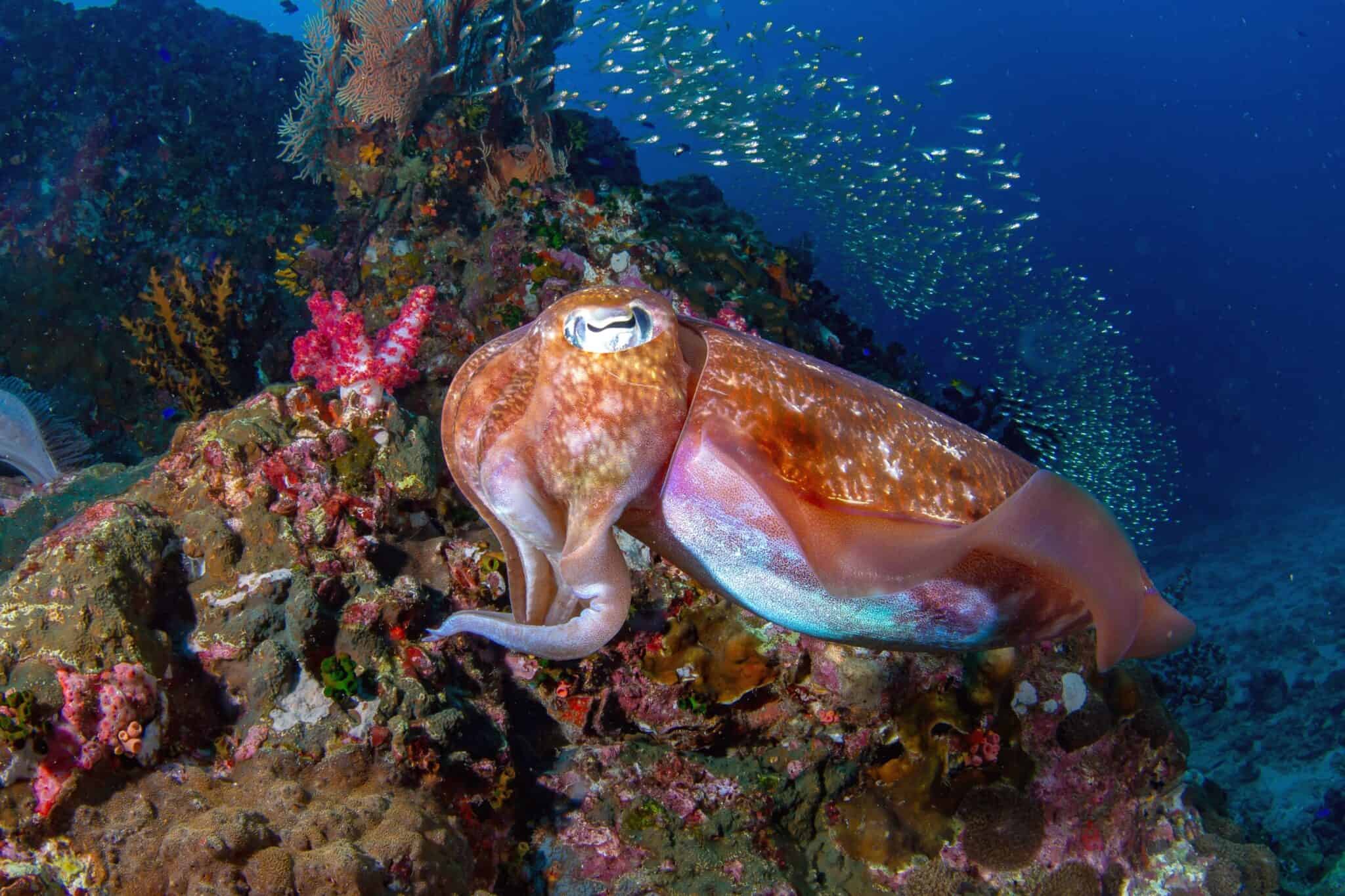 Do Octopuses Die After Giving Birth? - Aquarium Whisperer