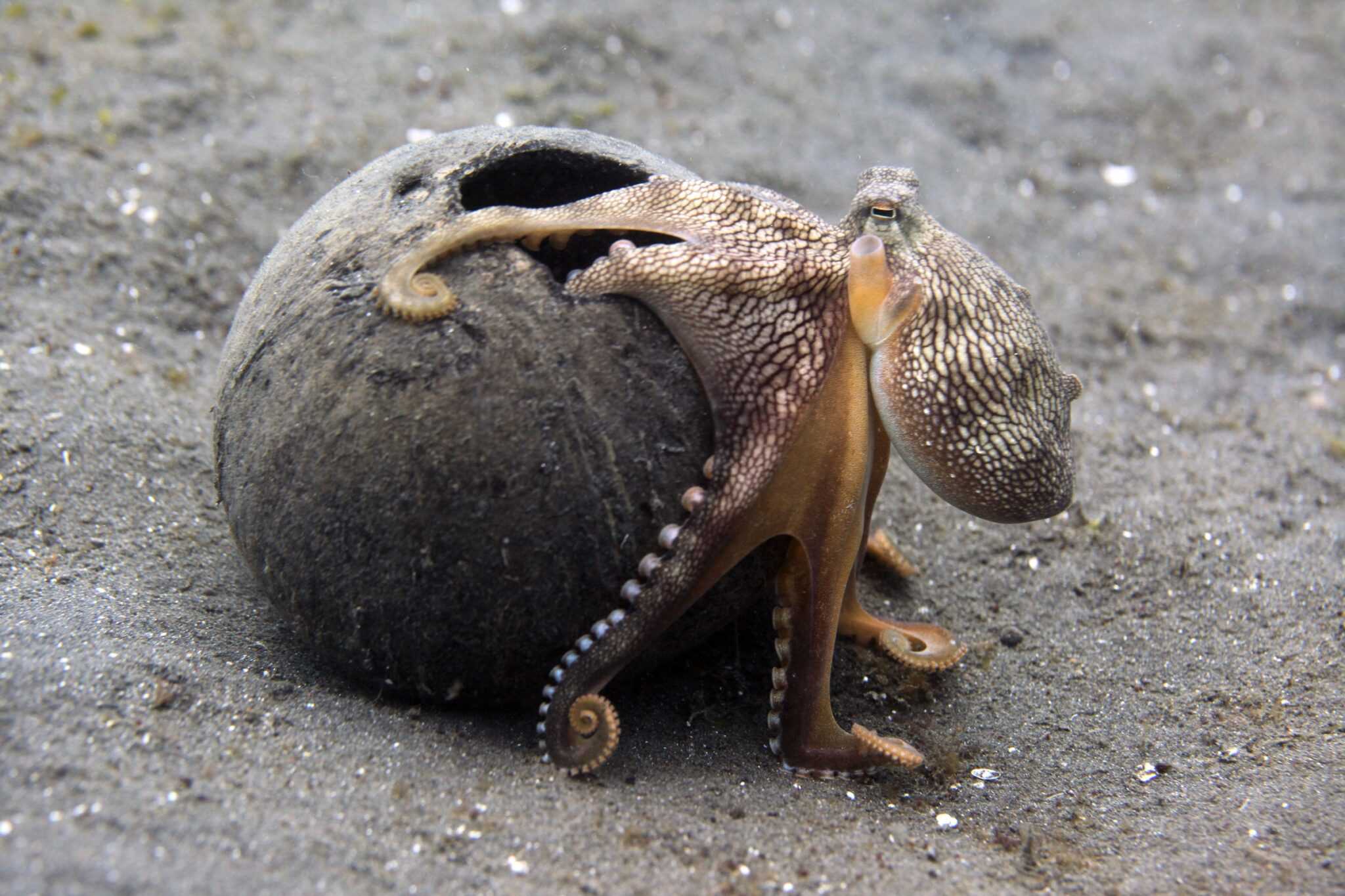 Octopus Suction Cups: Everything You Need to Know