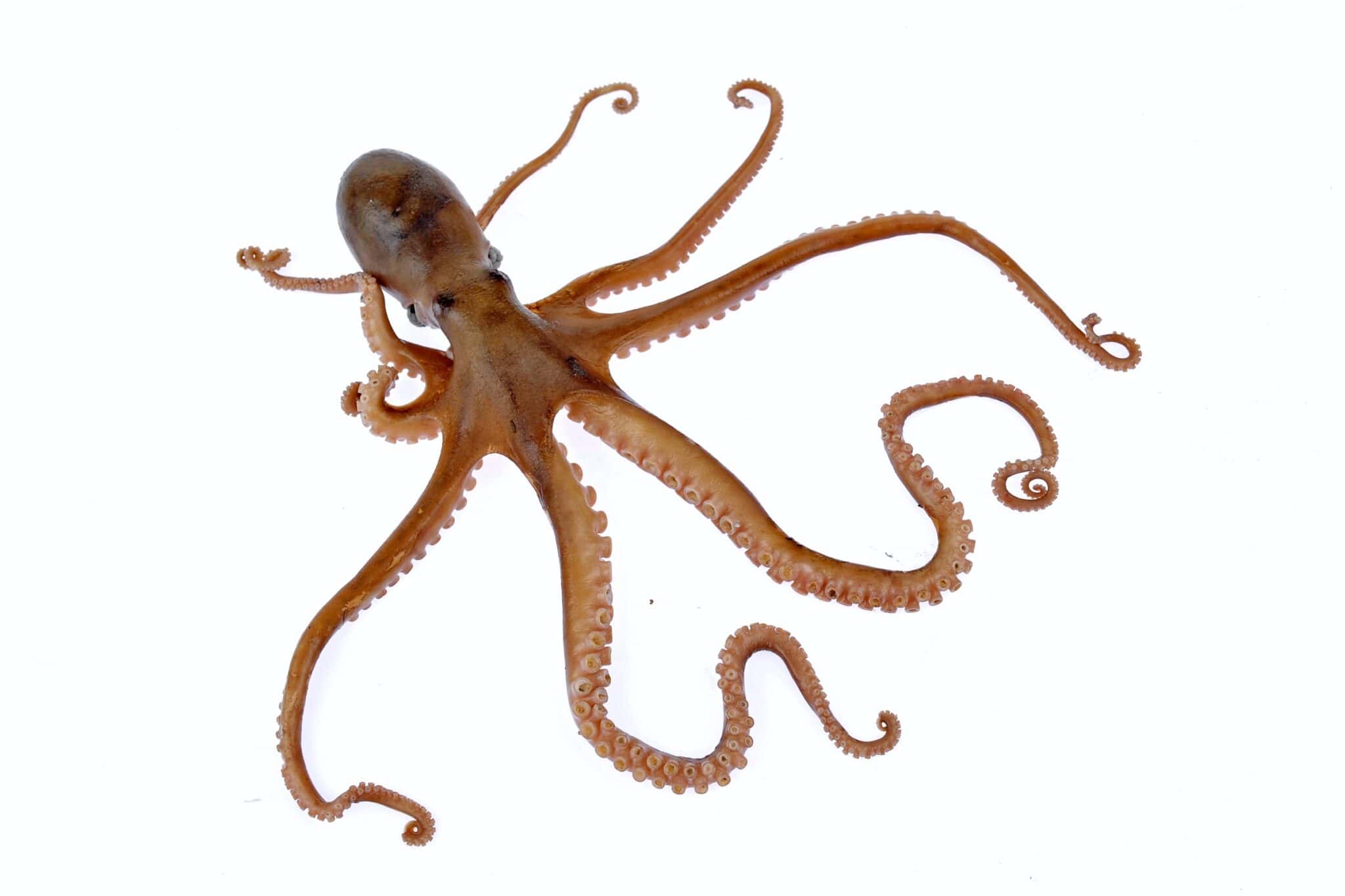 How Many Arms or Tentacles Does an Octopus Have?