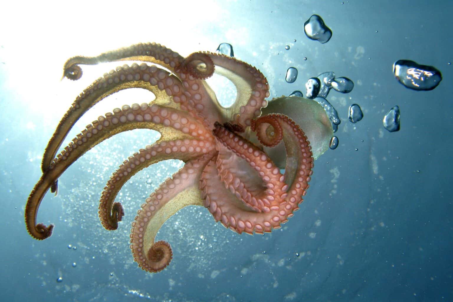 Octopus Suction Cups: Everything You Need to Know