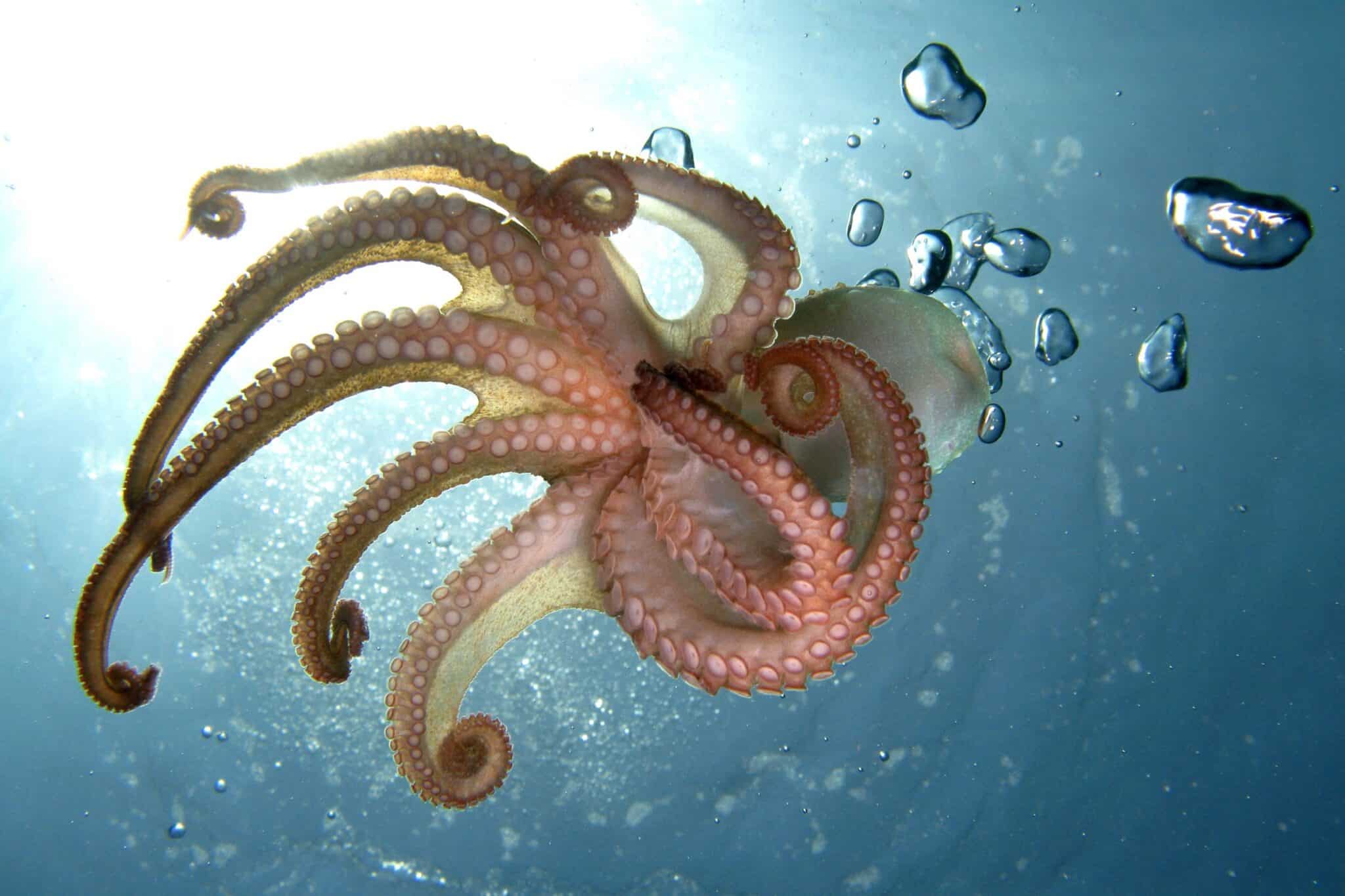 Octopus Suction Cups: Everything You Need to Know