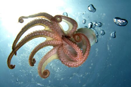 Octopus Suction Cups: Everything You Need to Know