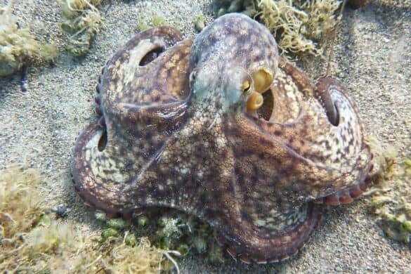 How Do Octopuses Change Color? (And Why?)