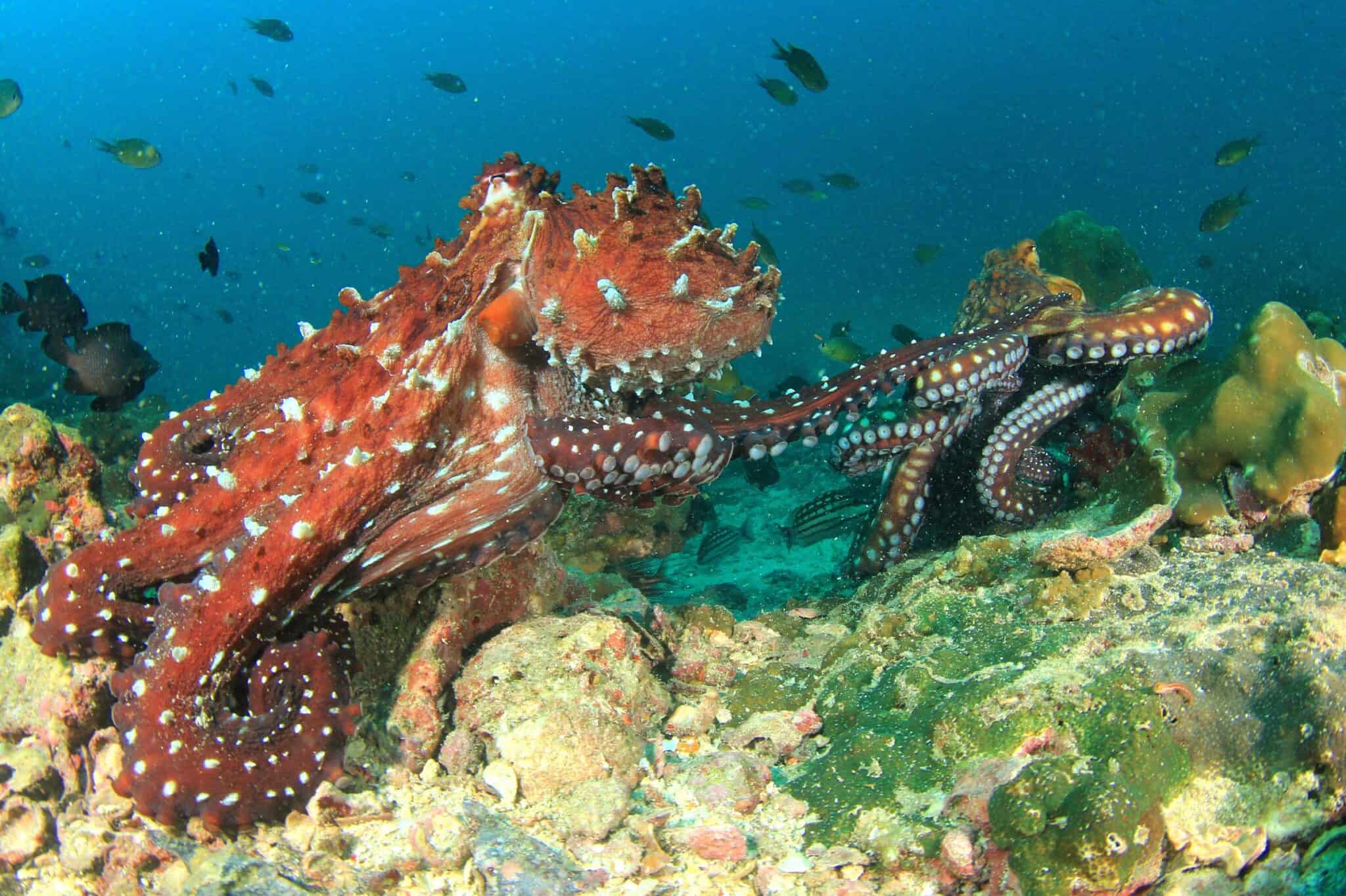 What Is a Group of Octopuses Called? - Aquarium Whisperer
