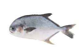 19 Different Types of Jack Fish