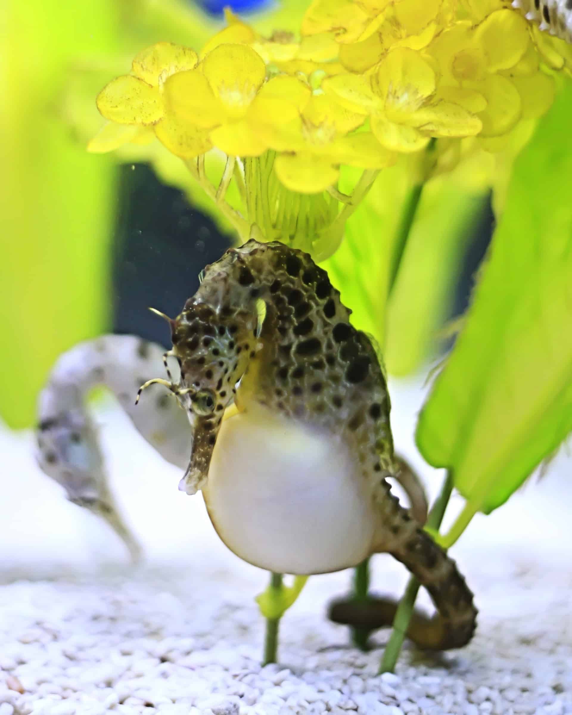 Do Male Seahorses Give Birth? (Yes, and Here's How)