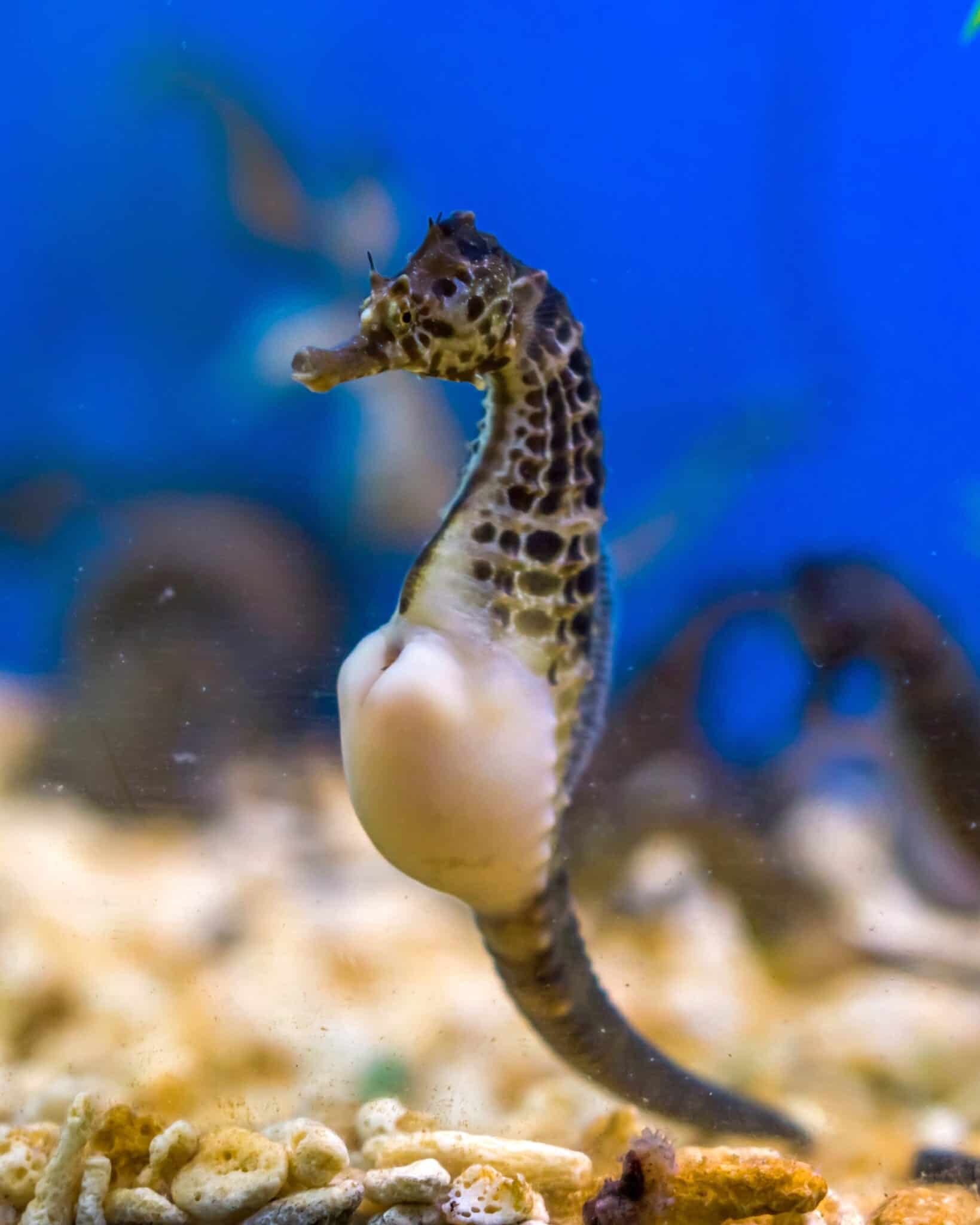 Do Male Seahorses Give Birth? (Yes, and Here's How)
