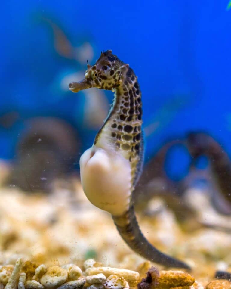 Do Male Seahorses Give Birth? (Yes, and Here's How)