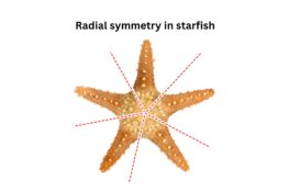 What Kind of Symmetry Does a Starfish Have?