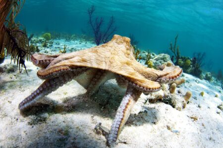 What Do Octopuses Eat? (9 Favorite Foods of Octopuses)