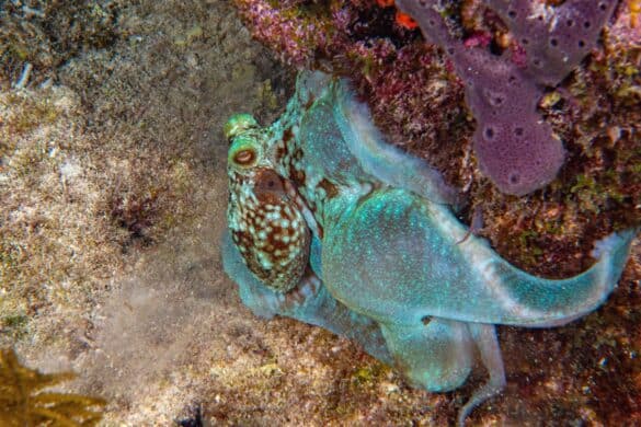 How Do Octopuses Change Color? (And Why?)