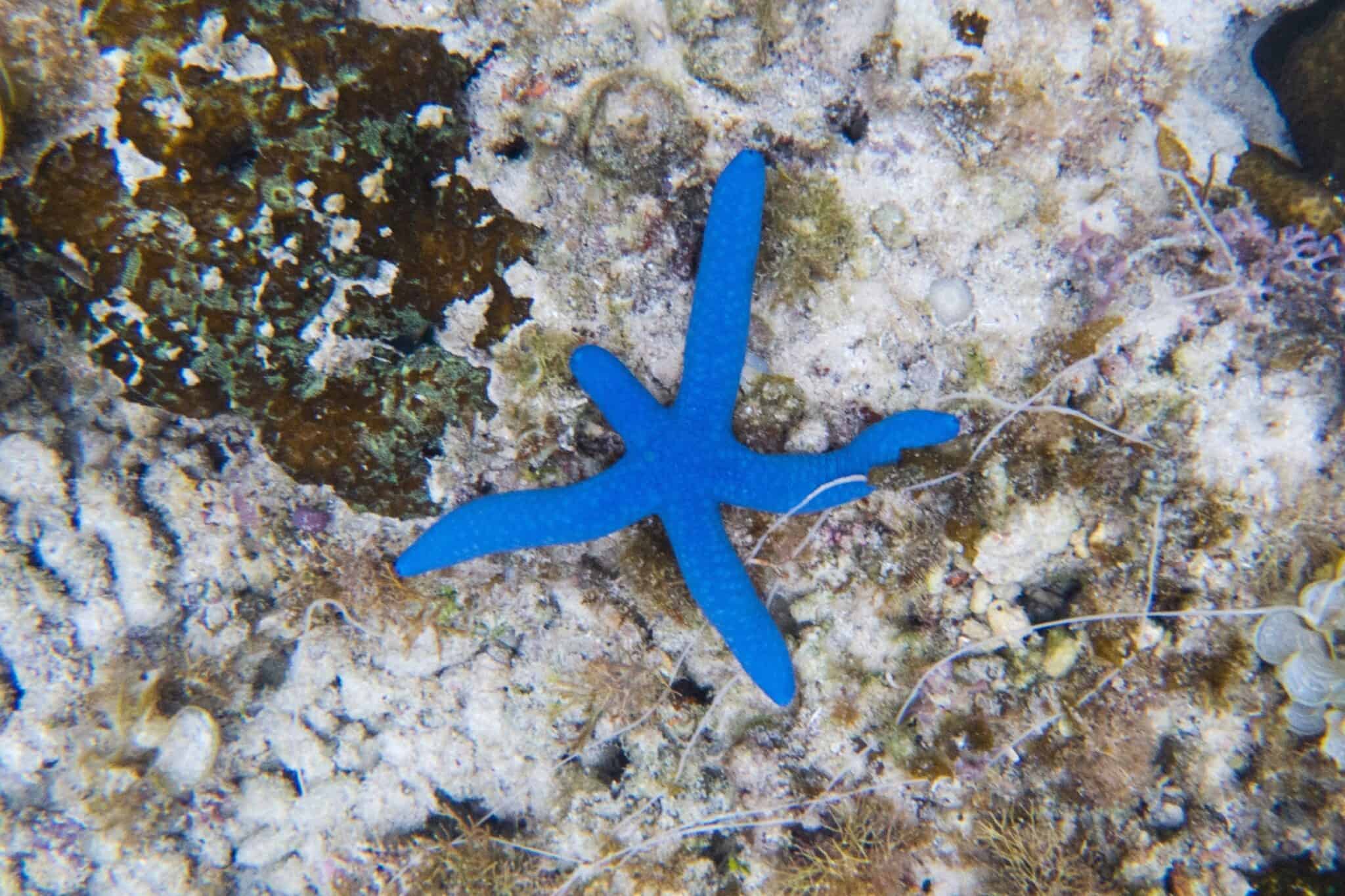 How Many Arms Does a Starfish Have?