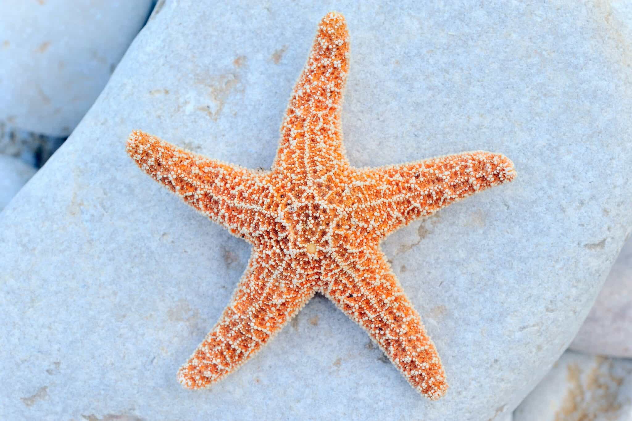 What Kind of Symmetry Does a Starfish Have?
