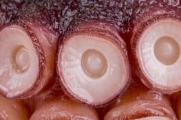Octopus Suction Cups: Everything You Need to Know
