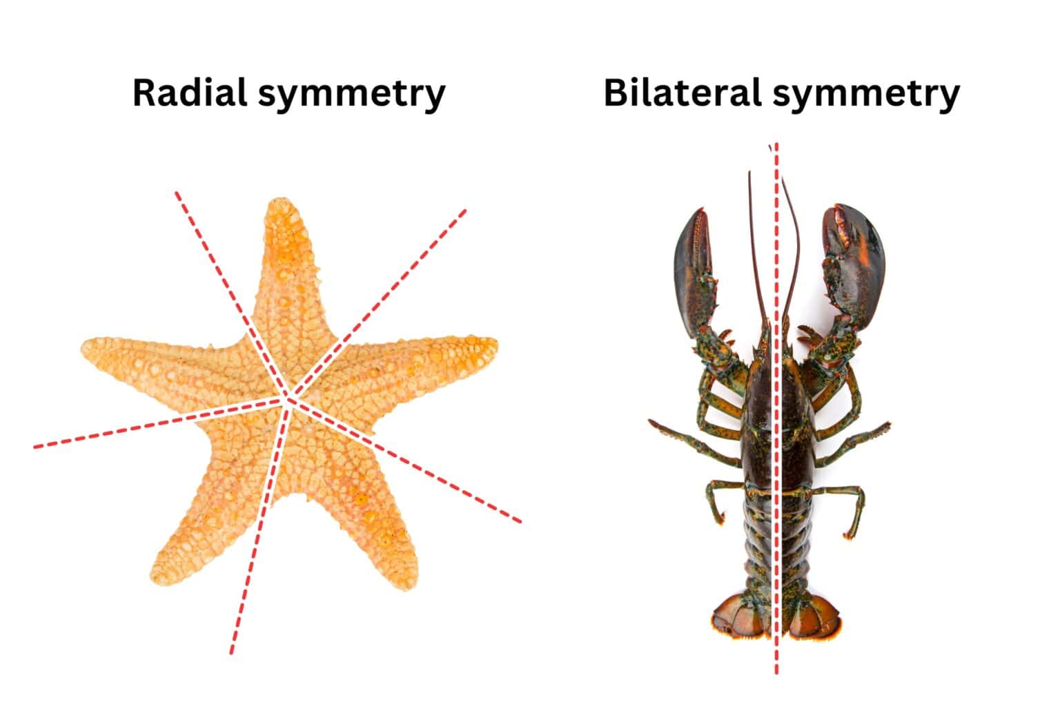 What Kind of Symmetry Does a Starfish Have?
