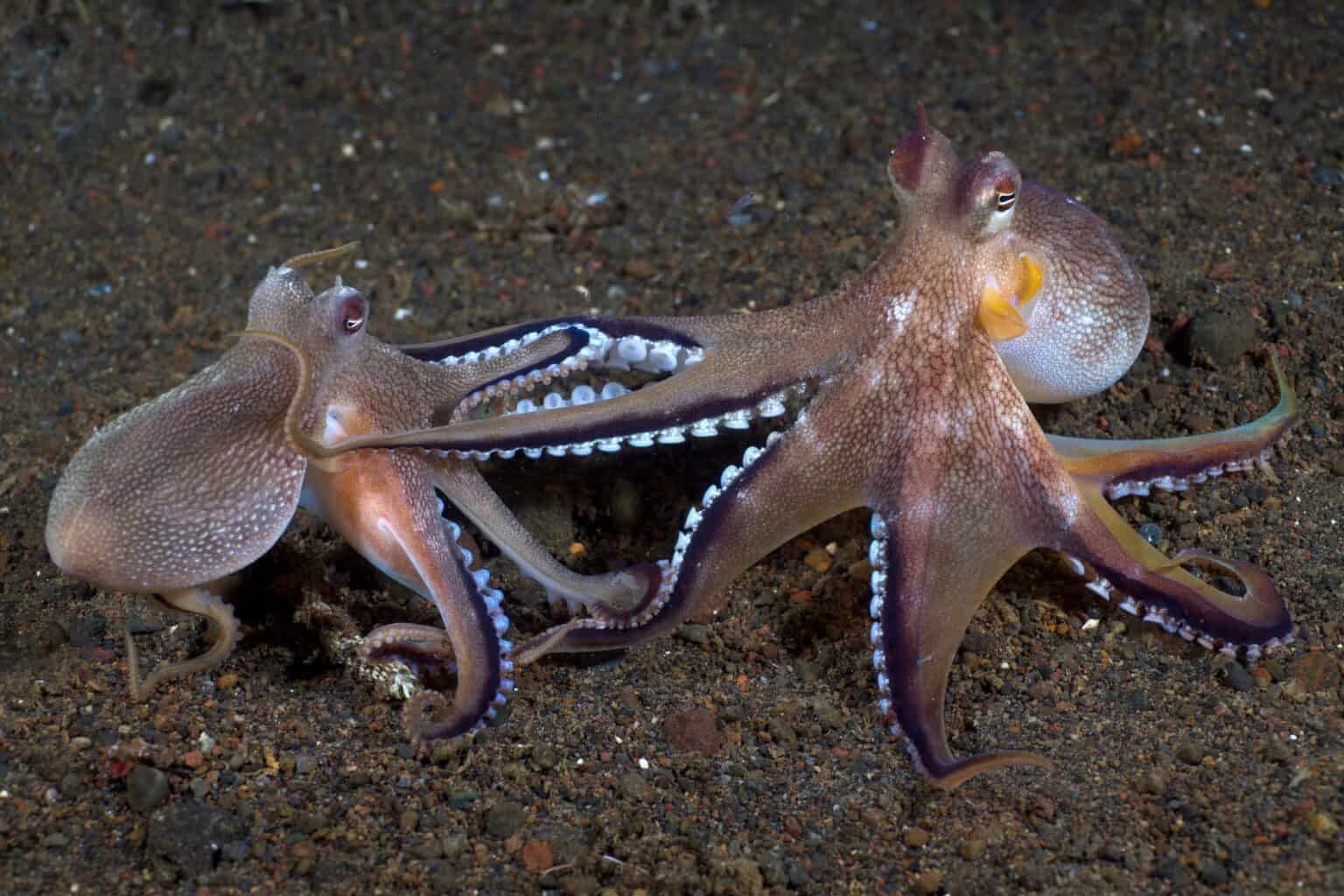 What Is a Group of Octopuses Called? - Aquarium Whisperer
