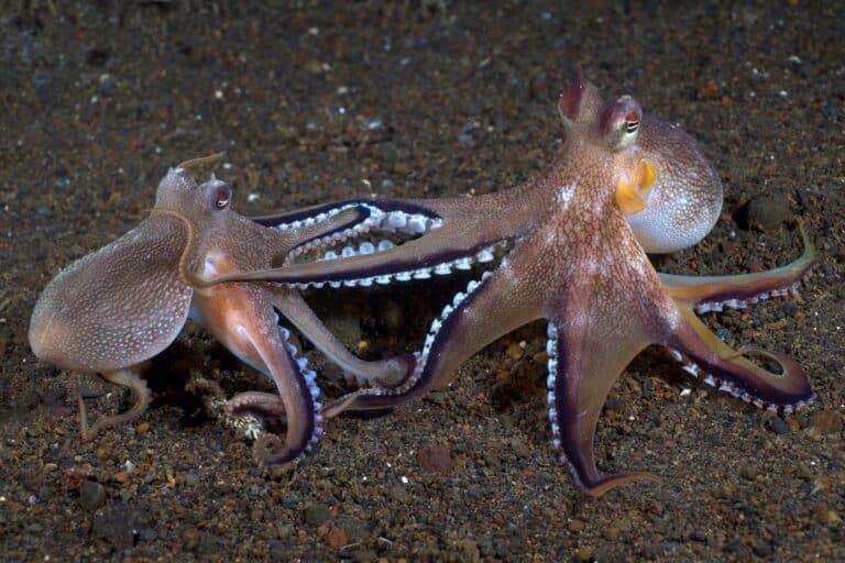 What Is a Group of Octopuses Called? - Aquarium Whisperer