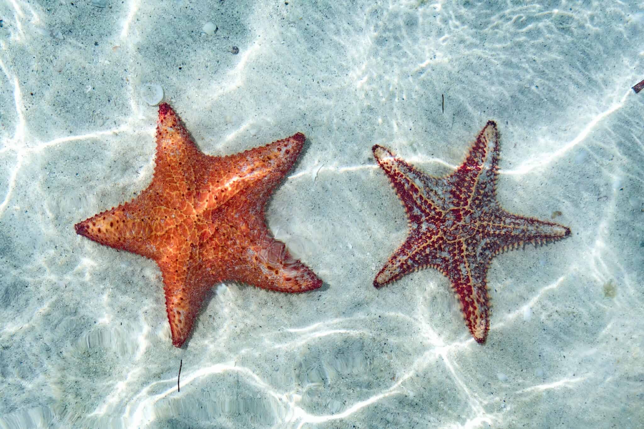 What Kind of Symmetry Does a Starfish Have?