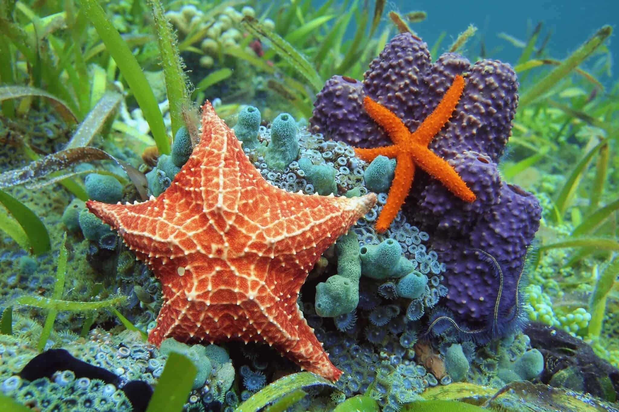 What Kind of Symmetry Does a Starfish Have?