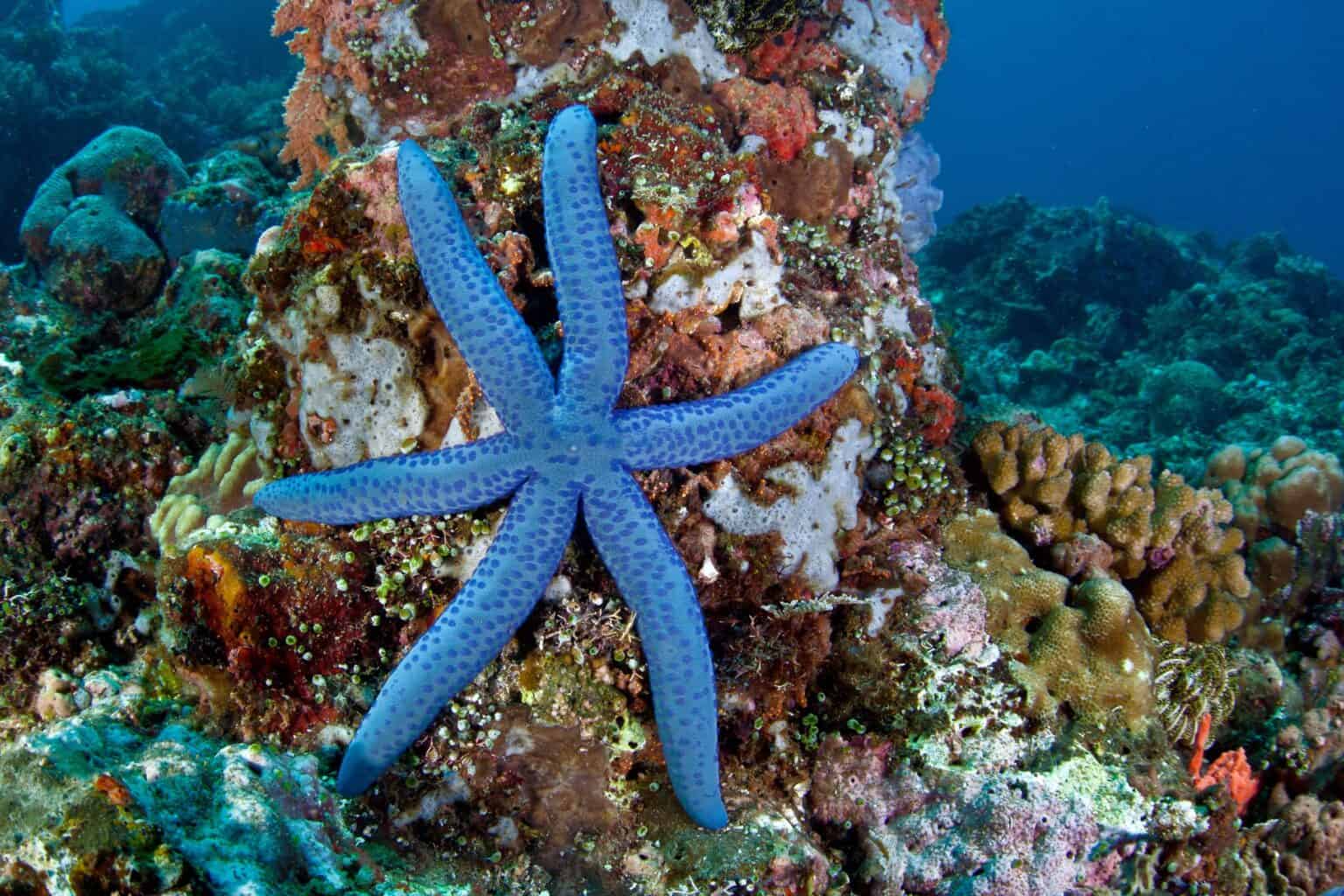 How Many Arms Does a Starfish Have?